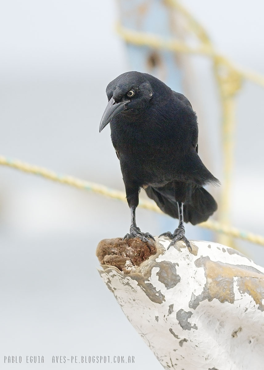 mis fotos de aves: Quiscalus mexicanus Zanate Mexicano Great-tailed Grackle