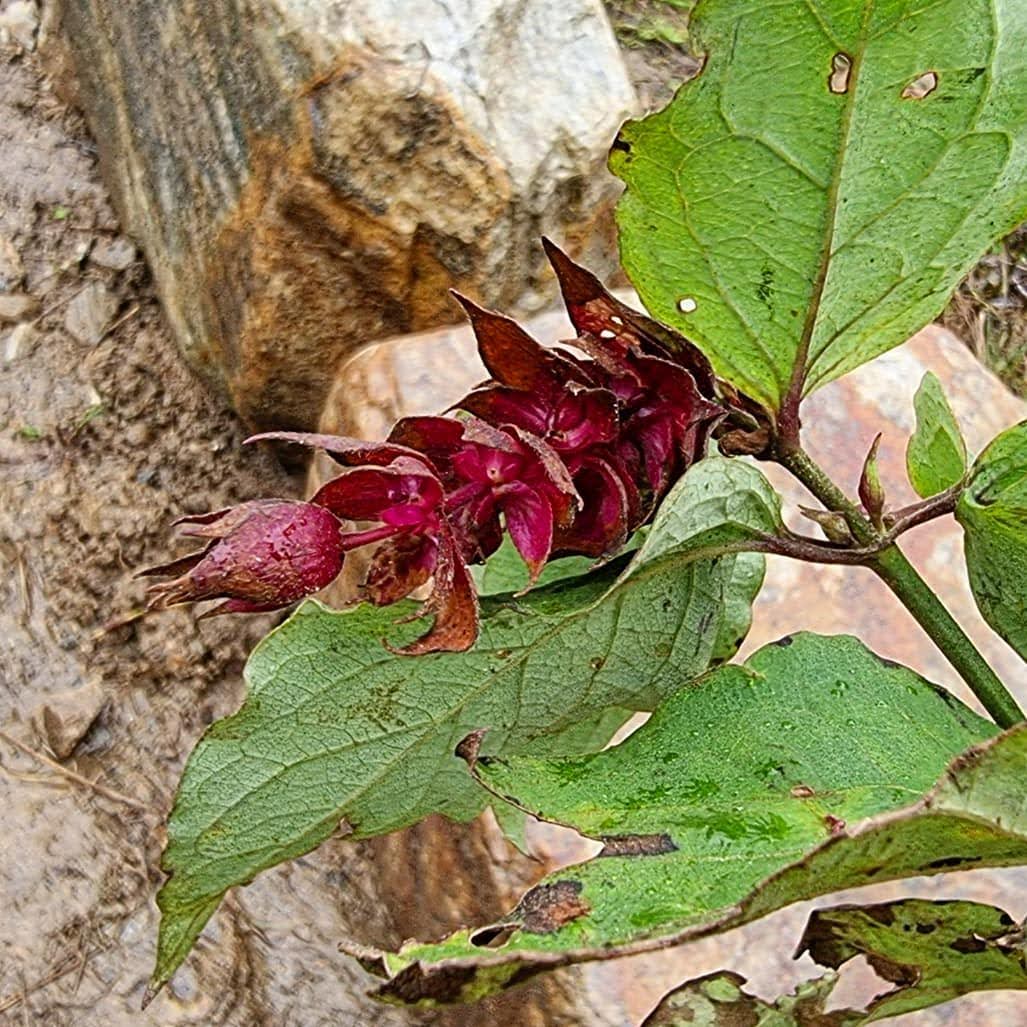 Leycesteria formosa