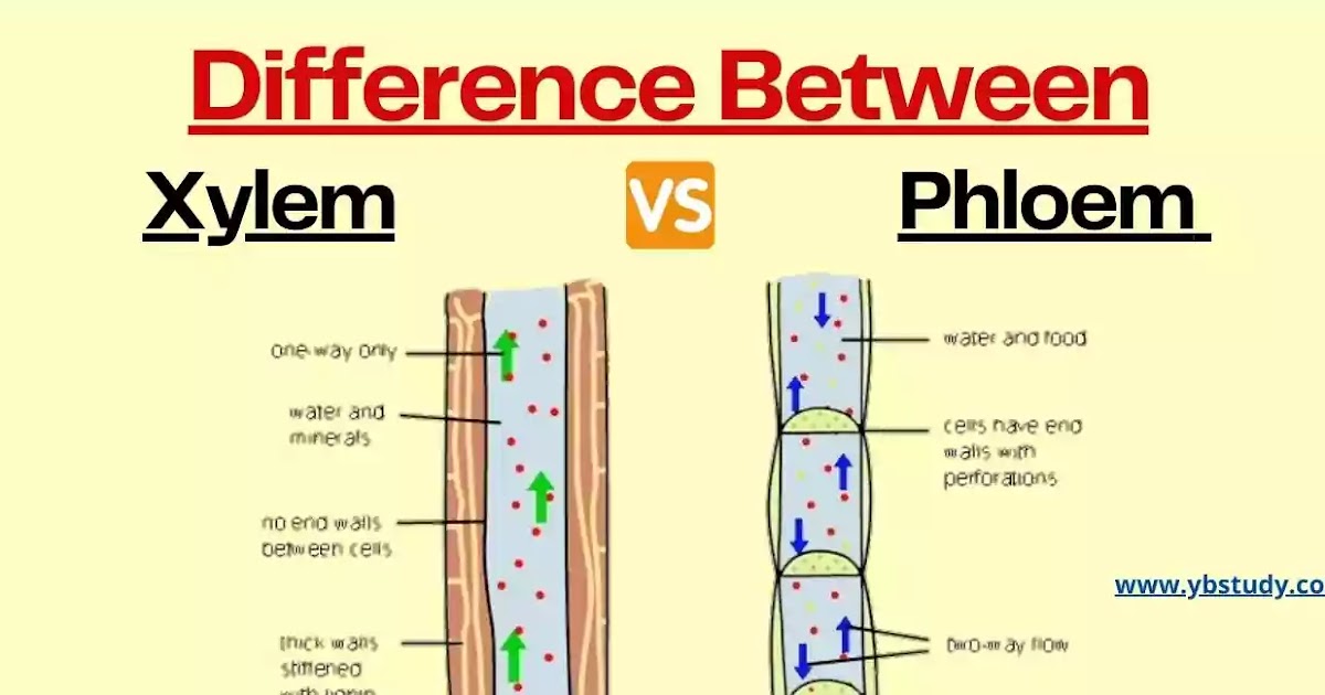 Xylem Phloem