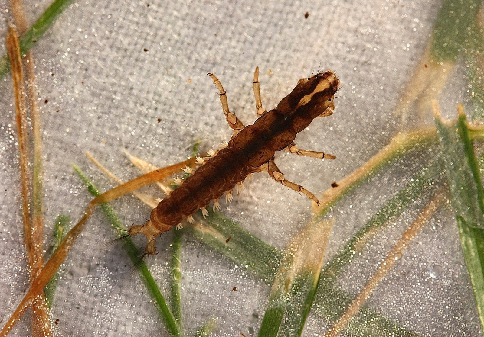 Aquatic Insects of Central Virginia: The "ventral apotome" and genus ID ...