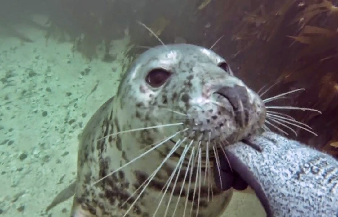 Imperdible: Conoce a una tierna foca que le gusta las cosquillas ...
