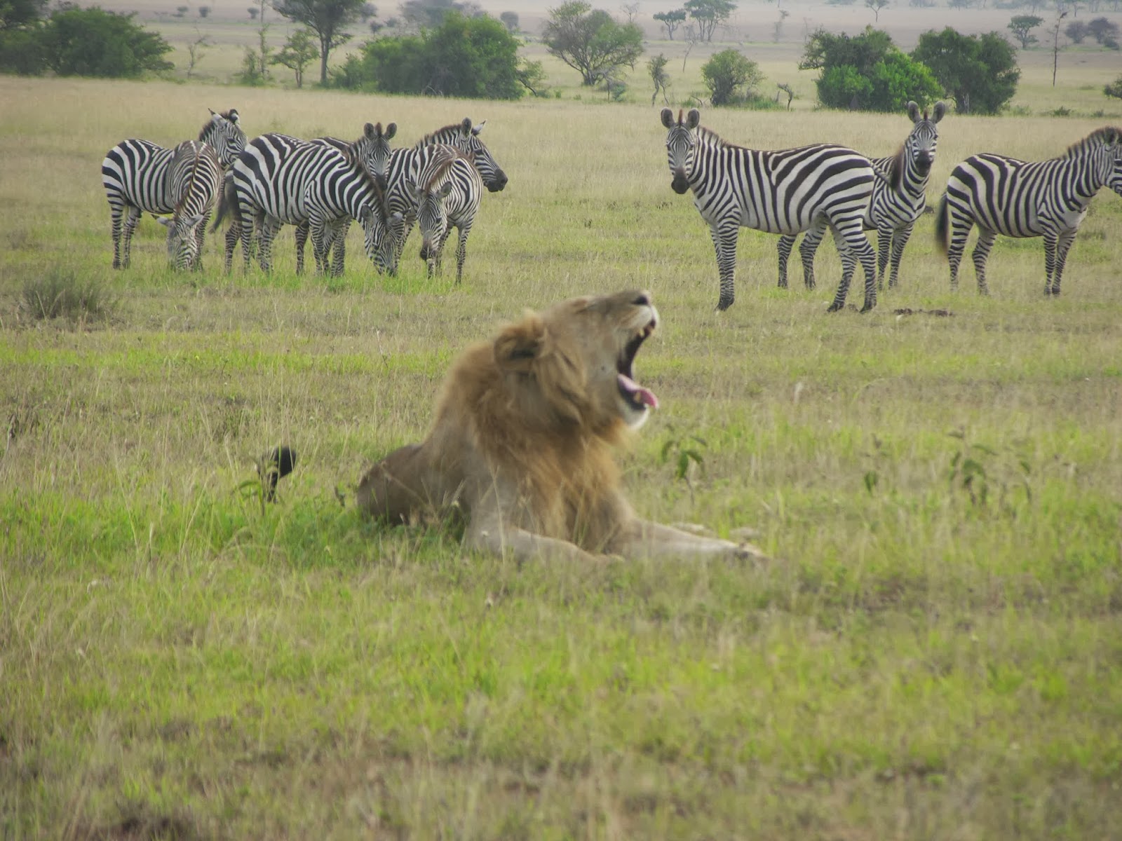 JOURNO TOURISM: ANGALIA PICHA MBALIMBALI ZA MATUKIO YA SIMBA NDANI YA ...