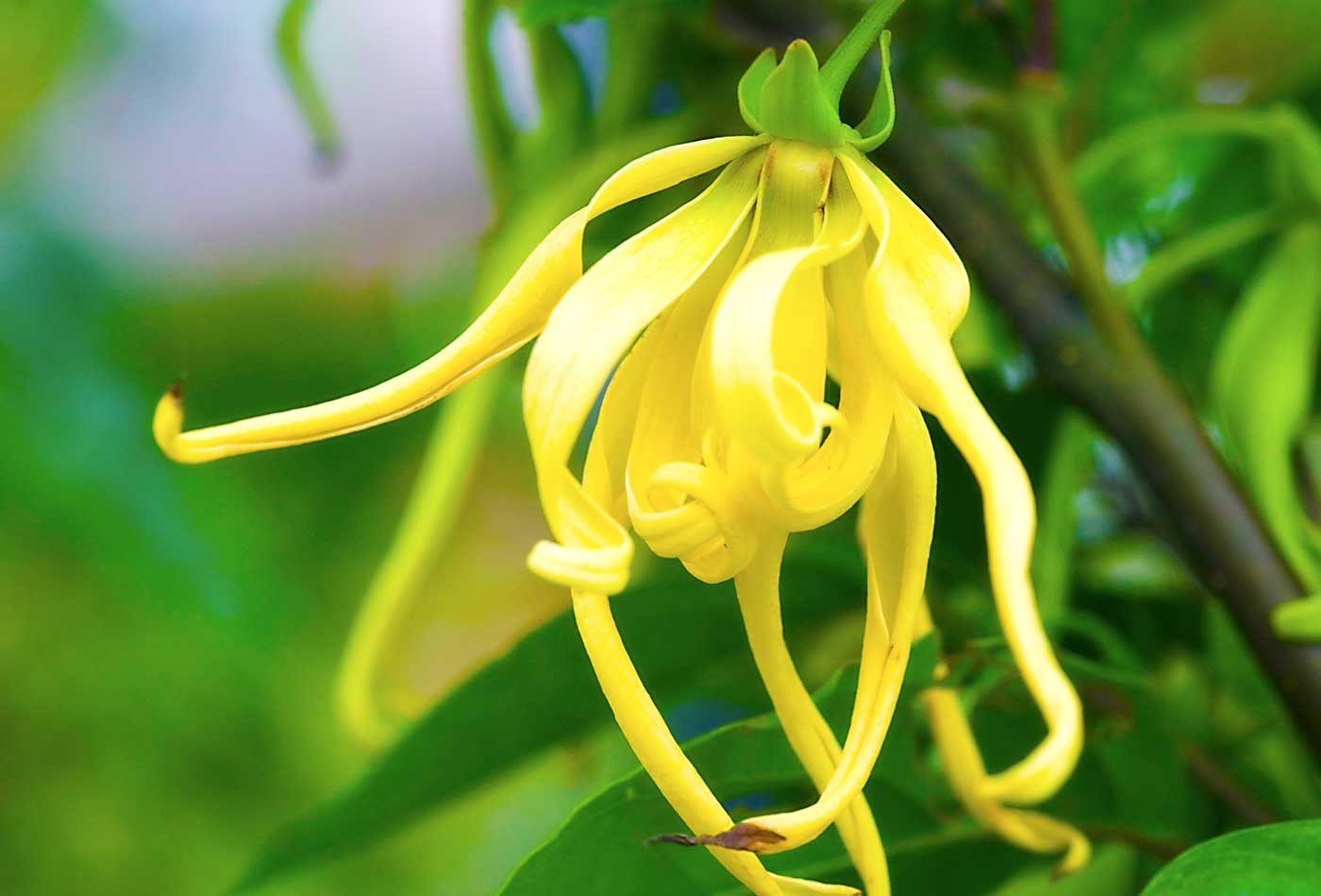 Lume & Ar: Ylang Ylang ou a Flor do Desejo