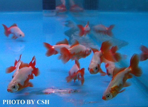 金魚&水族快訊Goldfish & Aquarium Messages: 地金寫真(Jikin)
