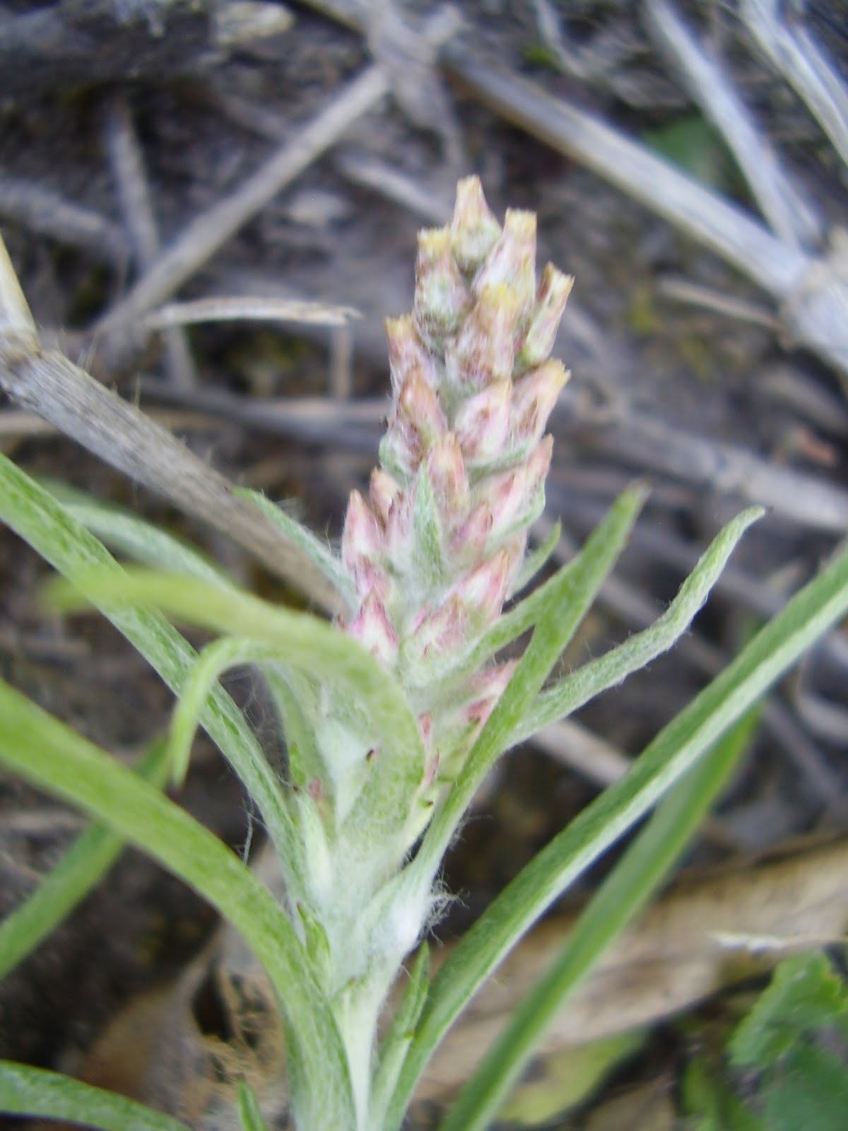 Naturaleza entrerriana: Gamochaeta falcata