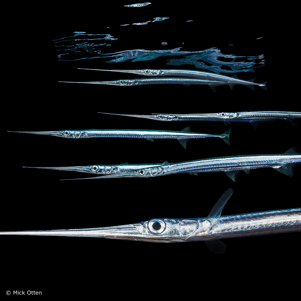 Mick's marine biology: A garfish - Belone belone - in the tidal zone