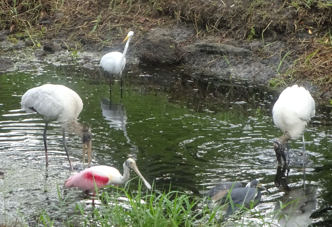 The Jungle Country Club History Project: Jungle Country Club Creek Proposal