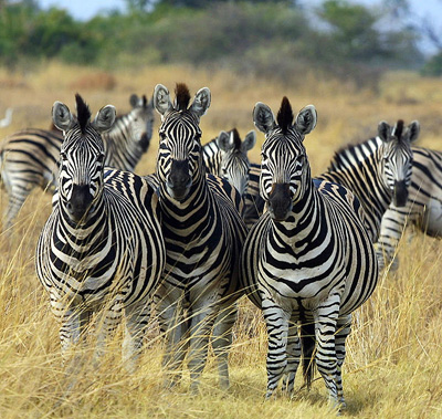 Synapsida: Pliocene (Pt 10): Before There Were Zebras