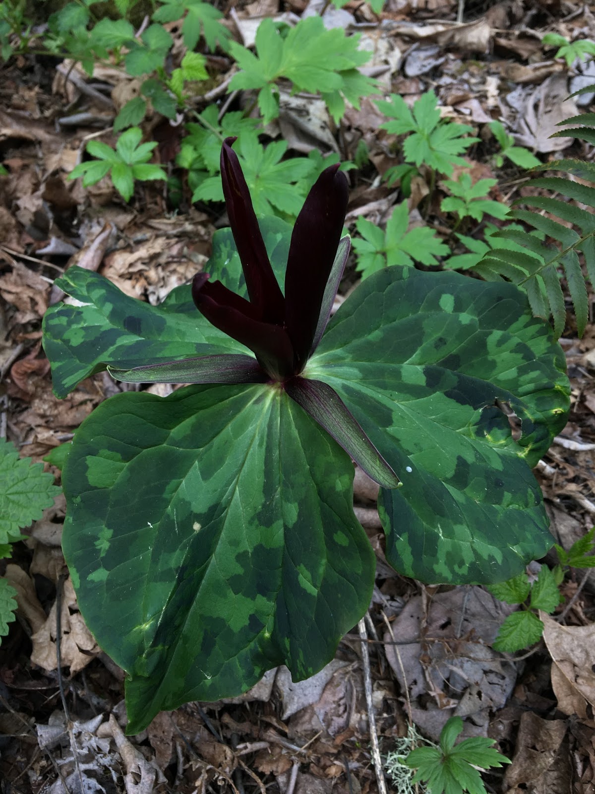 illahe Rare Bulbs: Name this Trillium?