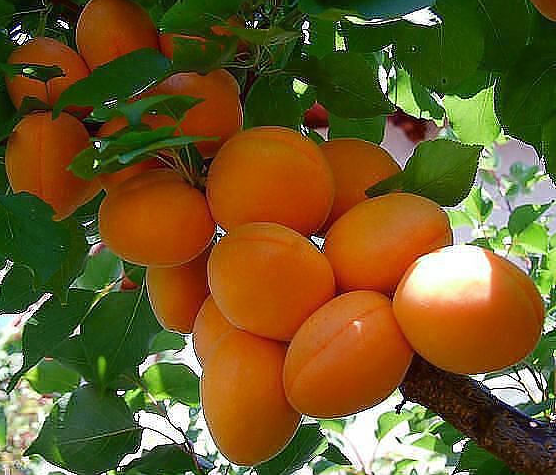 (Fruits Found in the Hilly Areas of Nepal) - ACADEMIC DIARY