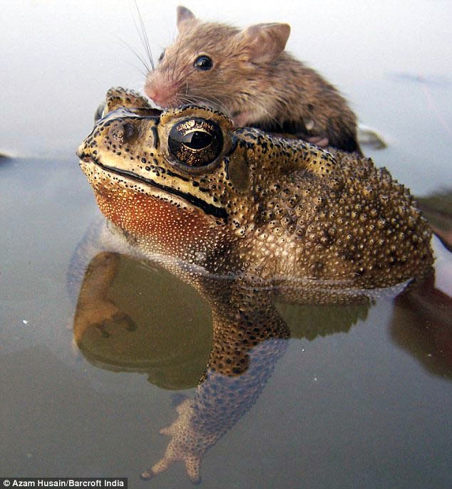 TheNextPicture: Toad gives Mouse a lift on its back across the pond