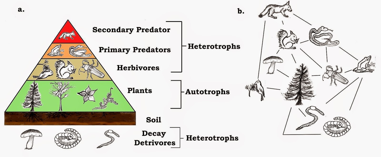 Food Web - Human Food Chain Diagram