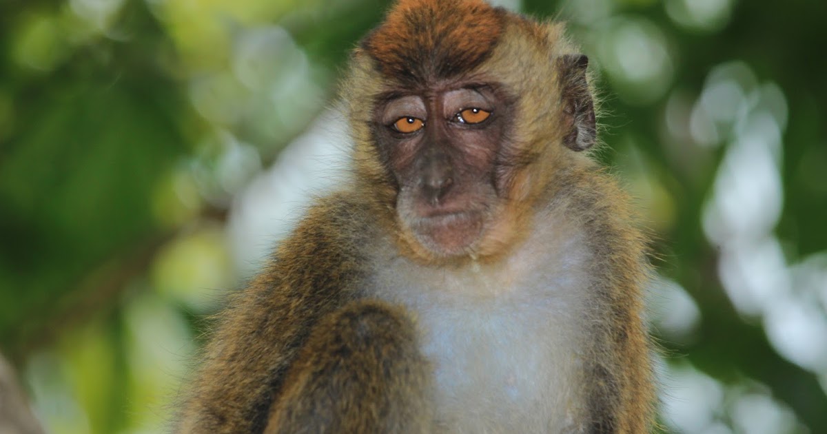 Philippine Long-tailed Macaque