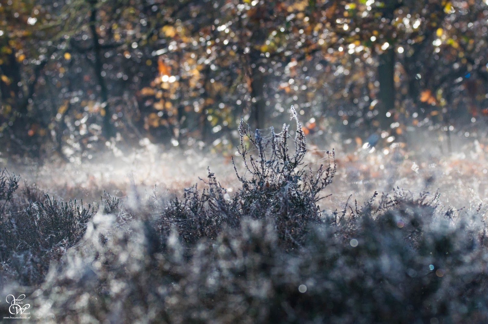 Kom Achterom: Genieten van een bijzondere dag met dauw midden op de dag