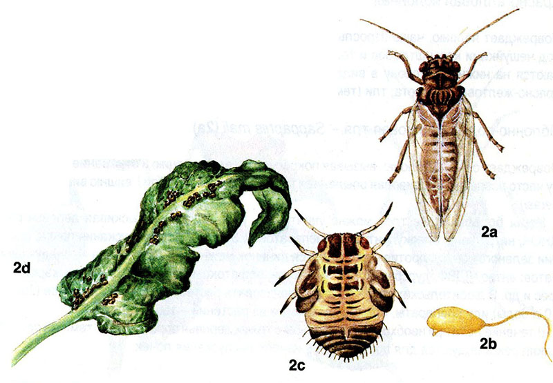 Всё о бегониях и не только...: Грушевая медяница / Листоблошка грушевая ...