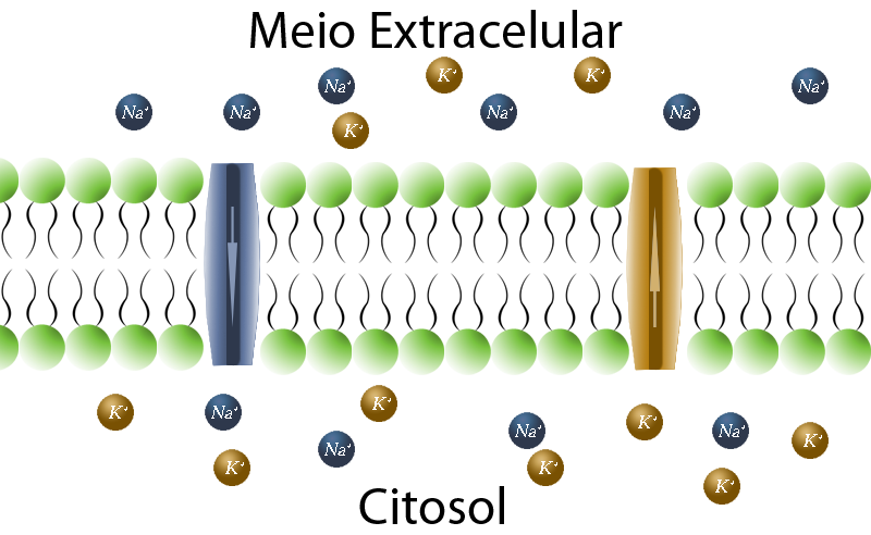 Ciensinando Biologia: Transporte Transmembrana
