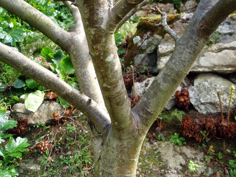 ÁRBOLES FRUTALES ¿Qué sabemos de ellos? Nociones básicas para la poda