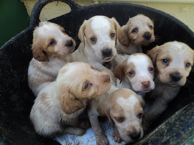 NOBLE GALGO: Camada de bretones en la perrera de Mérida.