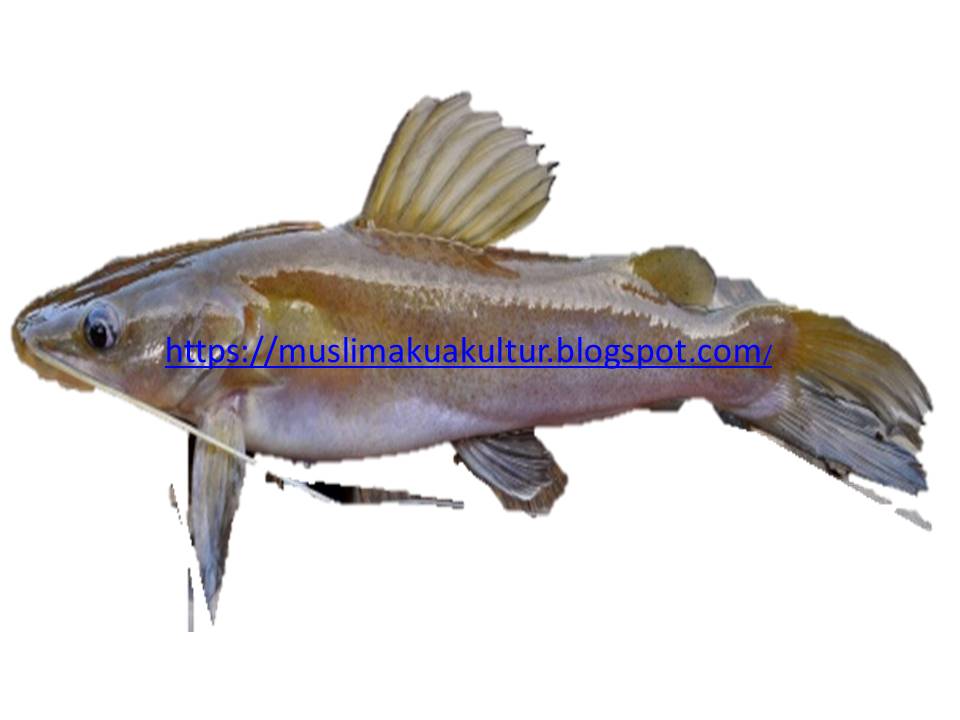 MUSLIM HOMEPAGE: Baung (Hemibagrus nemurus)