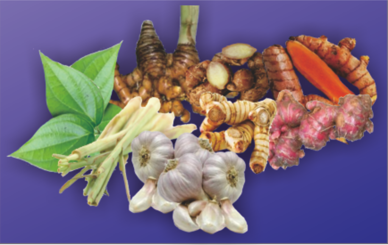 Ramuan Herbal Organik Penambah Daya Tahan Tubuh Unggas, Begini Cara ...