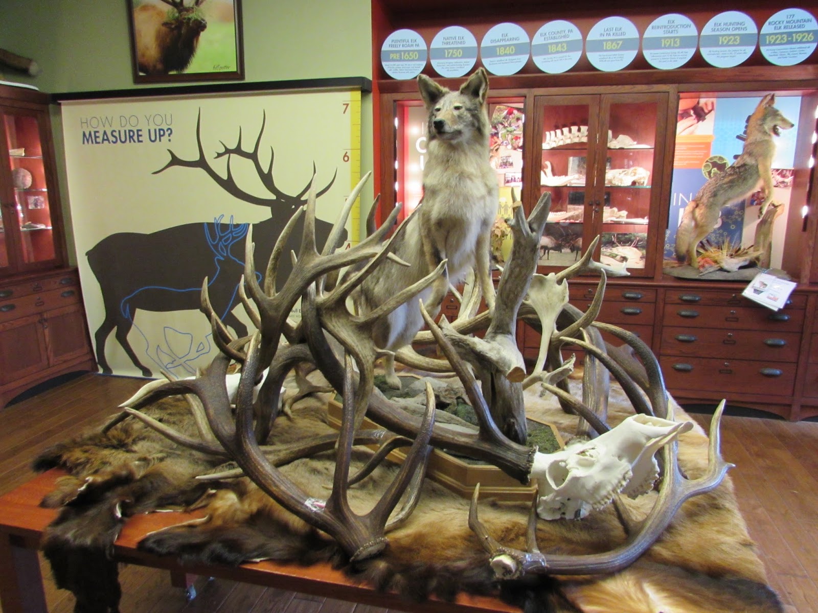 Learning about PA's Elk Herd at the Elk Country Visitor Center ...