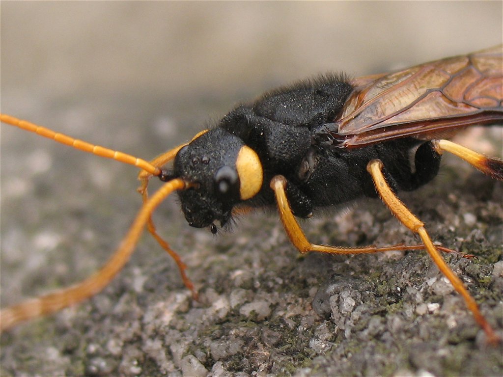 The Natural Stone: Horntail, Hathersage Moor