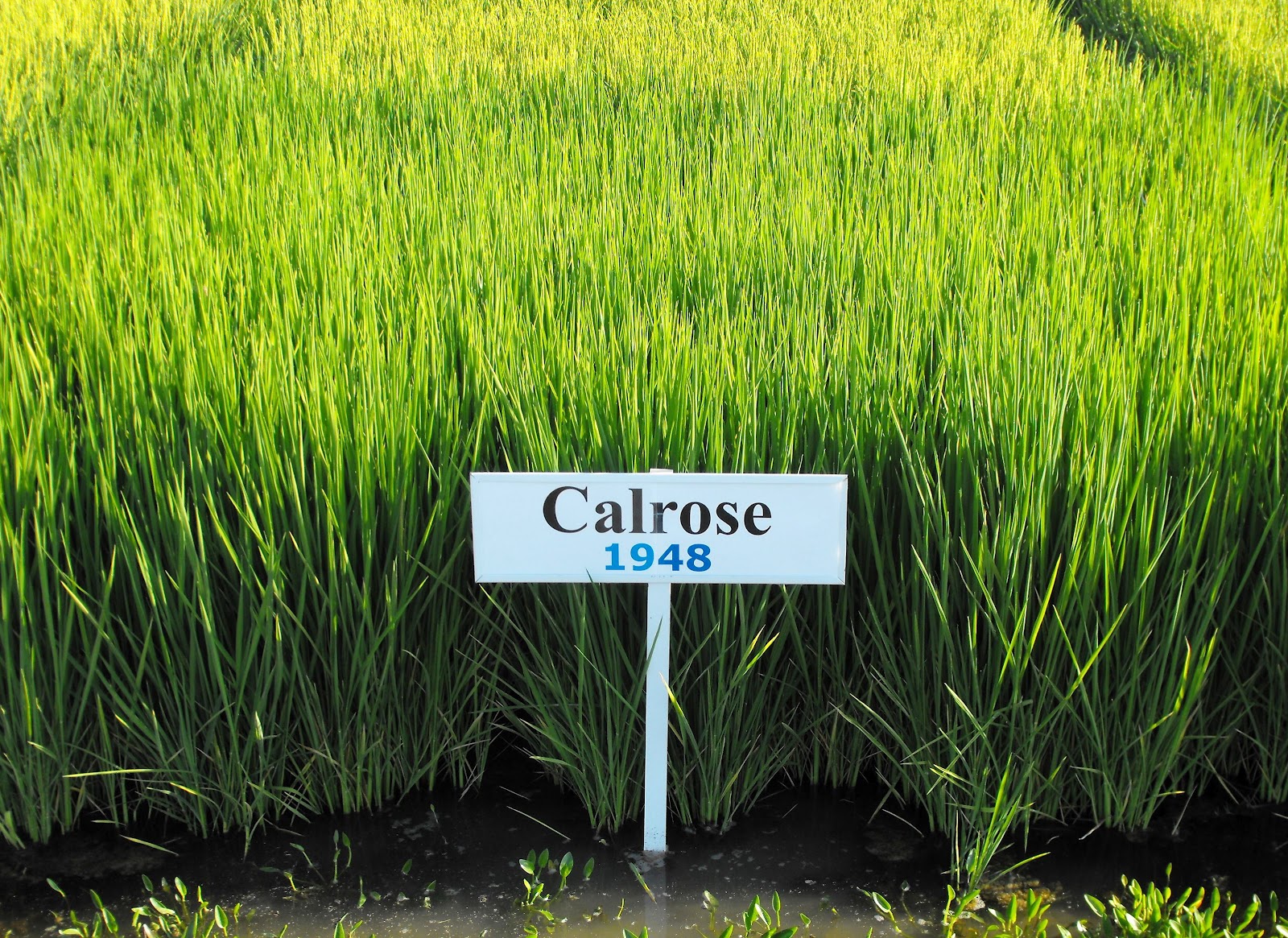 What's New at Calrice.org: New Guest Blog- Calrose Rice, A California ...