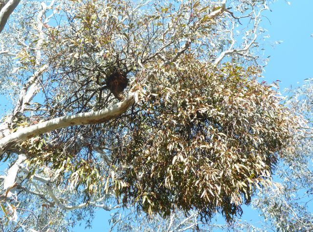 Better red than dead: on mistletoe and a spider!