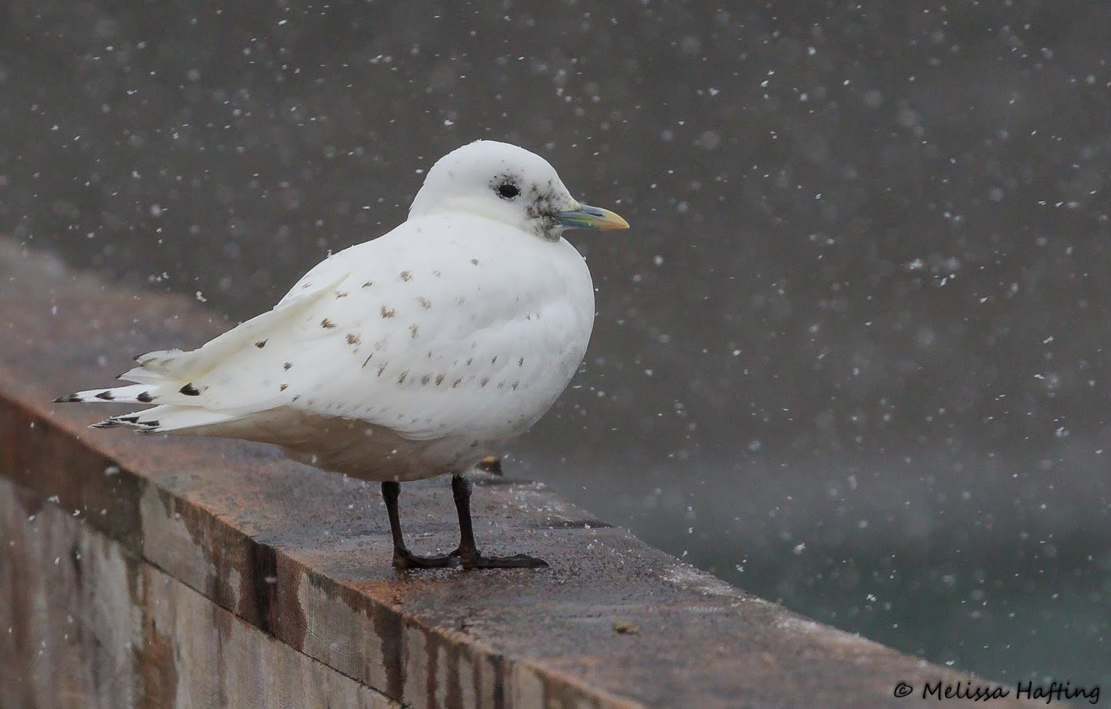 Finally I got to see one of my most wanted birds: THE IVORY GULL