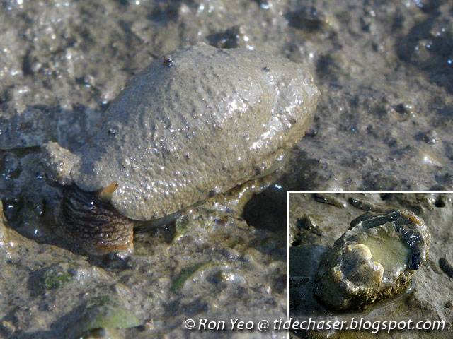 tHE tiDE cHAsER: Onch Slugs (Phylum Mollusca: Family Onchidiidae) of ...