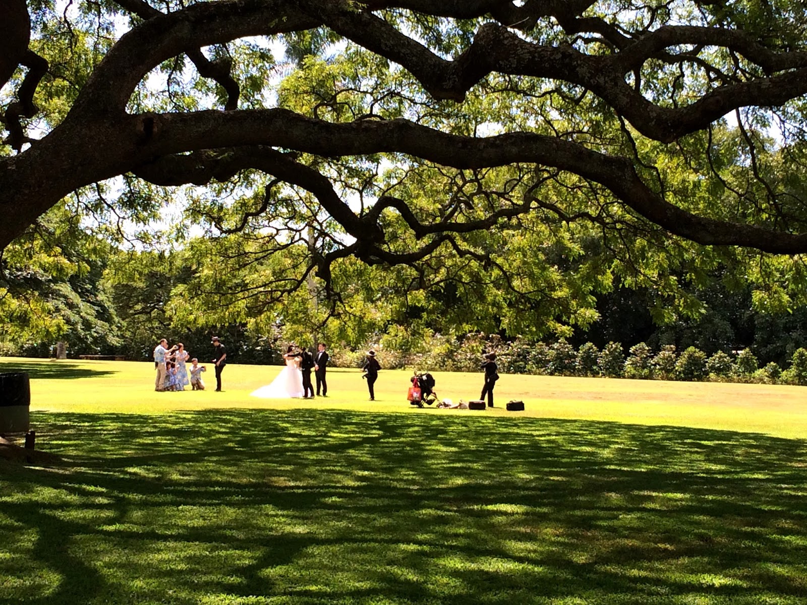 Aloha from Hawaii: The Hitachi tree