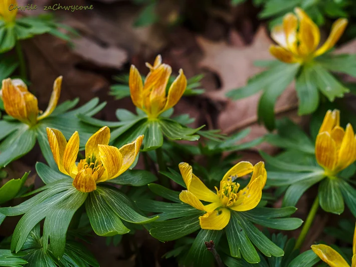 Chwile zaChwycone: Rannik zimowy (Eranthis hyemalis)