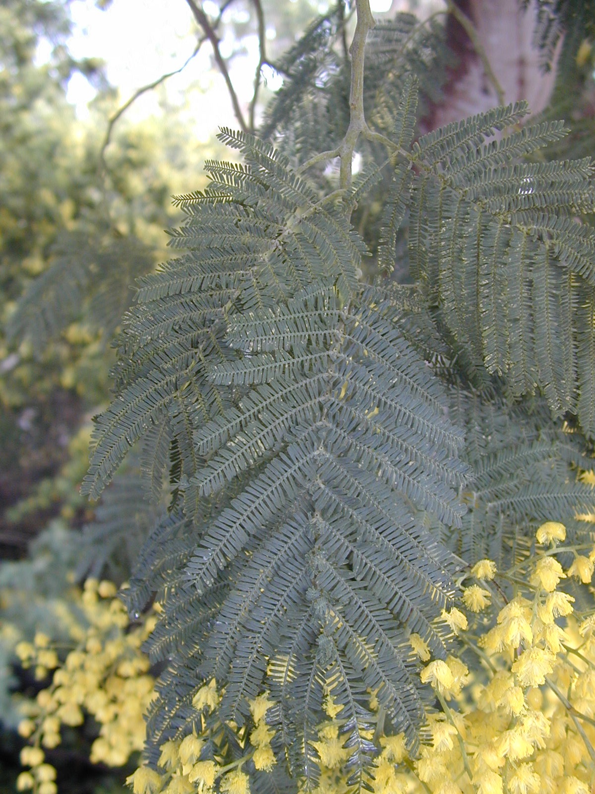 Trees of Santa Cruz County: Acacia dealbata - Silver Wattle