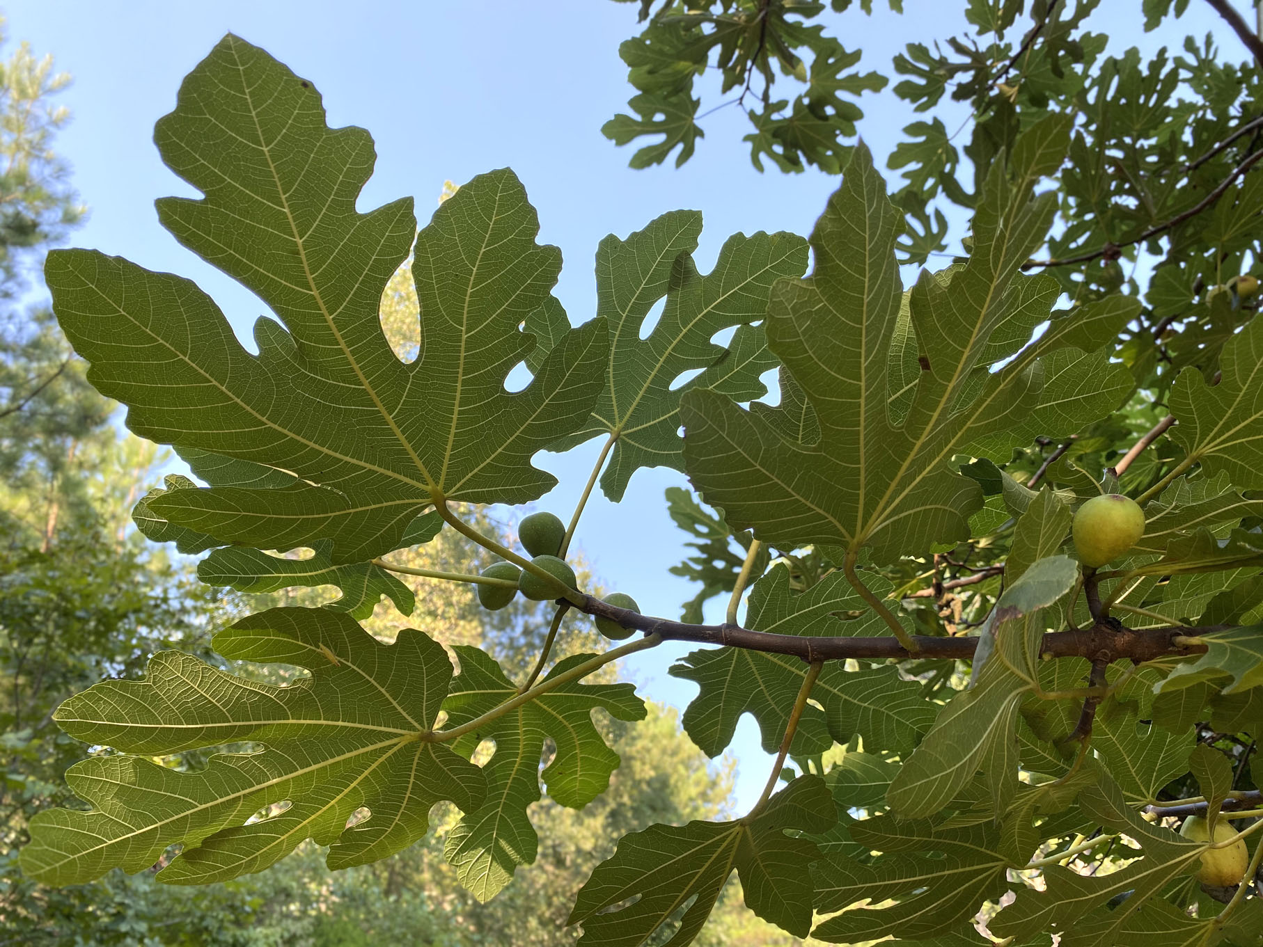 Quilted Blooms: In Bloom #25 + Figs