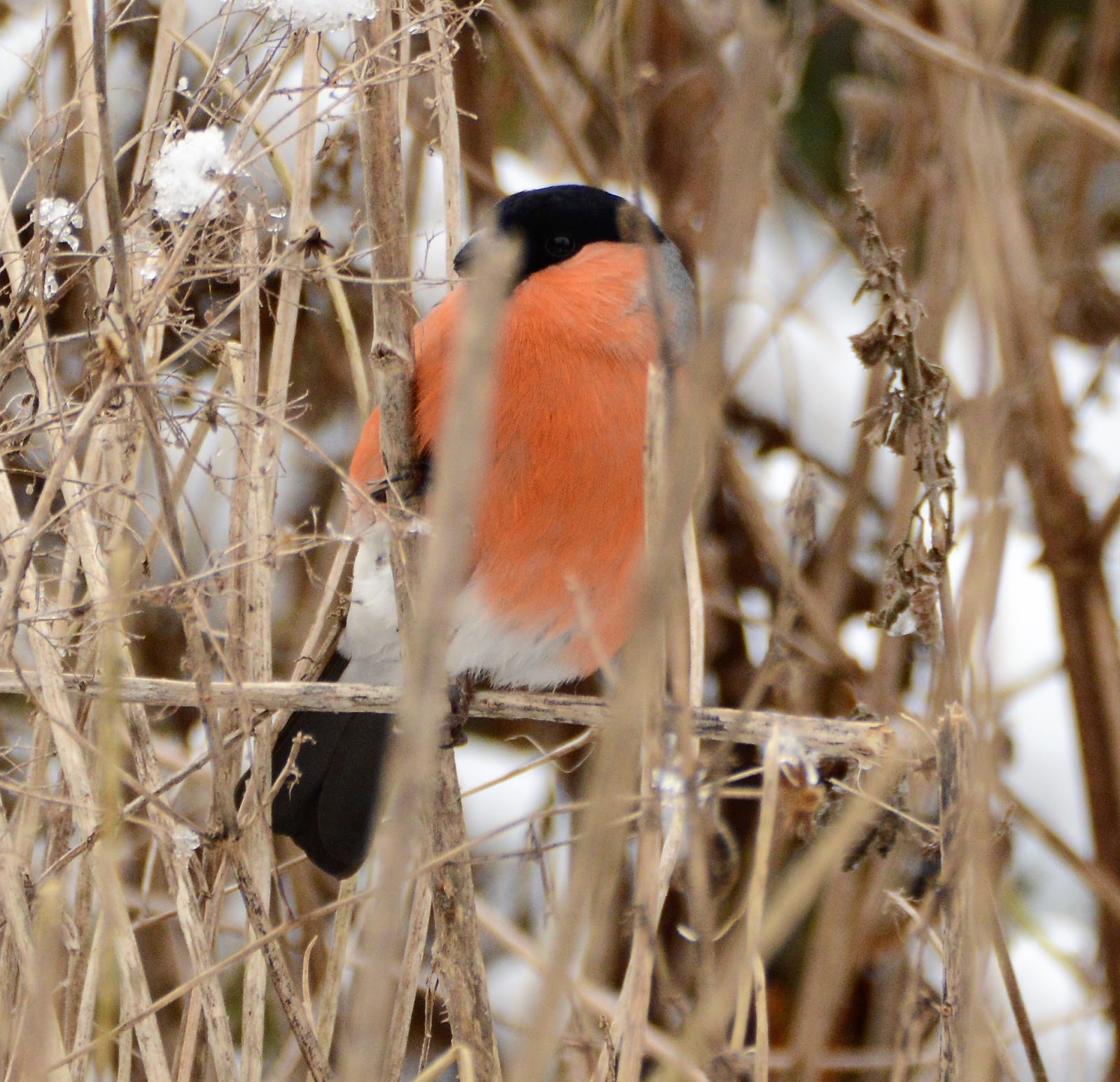 Ocells de Vallgorguina: Pinsà borroner