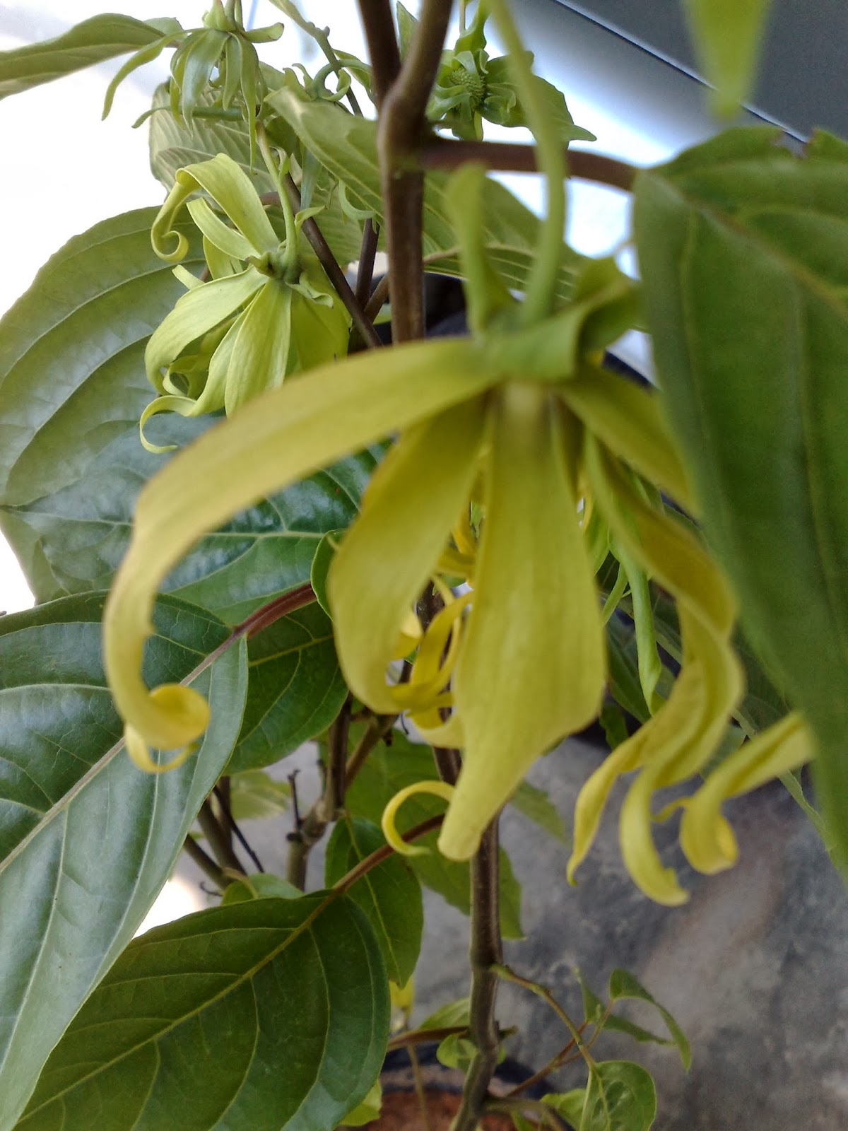 Fantastis 21+ Gambar Bunga Kenanga Dan Cempaka - Gambar Bunga Indah