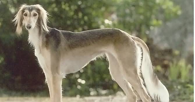 Cat&Perri: 11 Curiosidades sobre perros y gatos