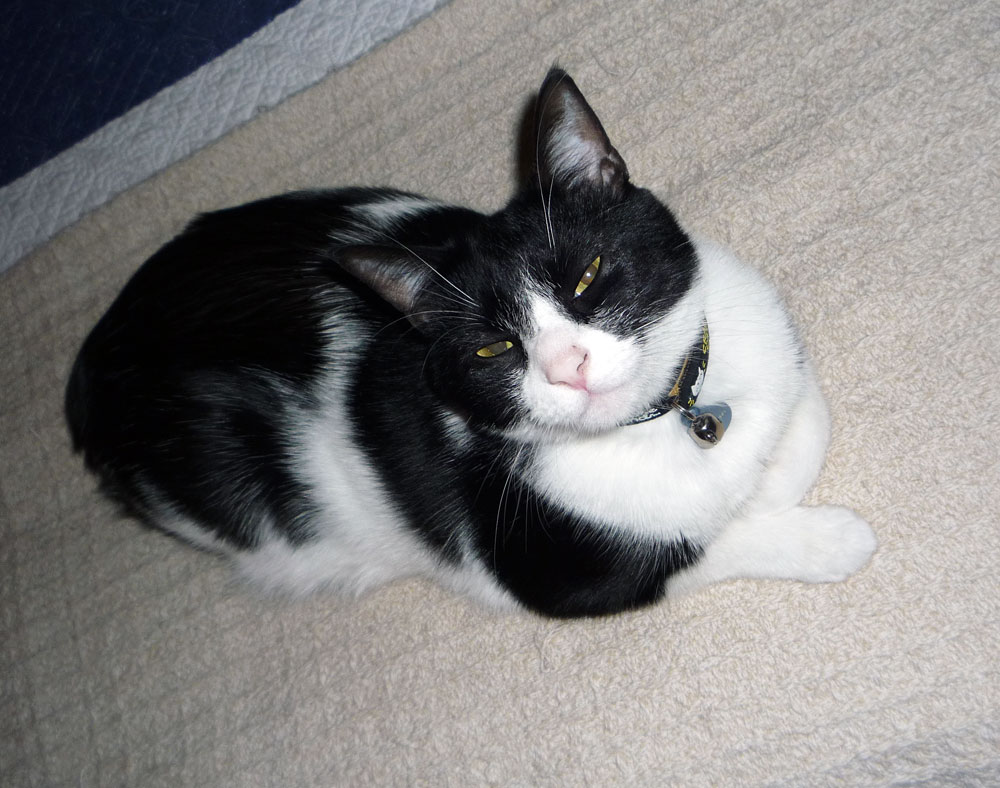 Your Daily Cute: Two Cats Tuesday: Give Us a Kiss!