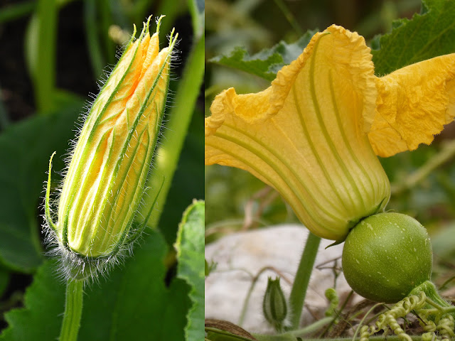 The difference between hermaphrodite flower and unisexual flower