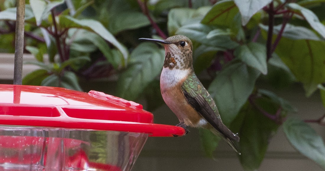 The Bruce Mactavish Newfoundland Birding Blog: Rufous Hummingbird - 4th ...