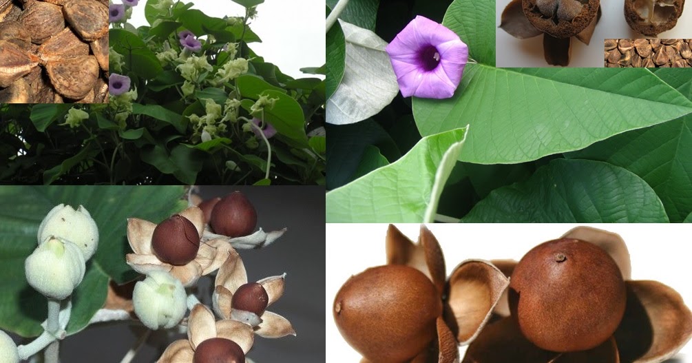 All about Ayurveda and Herbs: Vidhara (Argyreia nervosa)