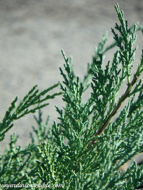 Juniperus horizontalis (Junípero horizontal)