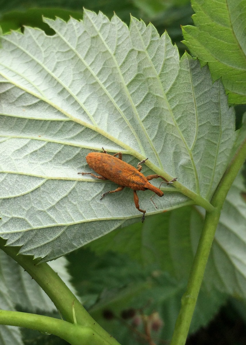 Woods Walks and Wildlife: A Summer Summary: June and July at Our New Home