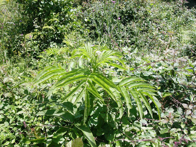 pianta magica ... il sambuco