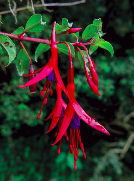 VACACIONES en Villa Cocholgue- SUR DE CHILE