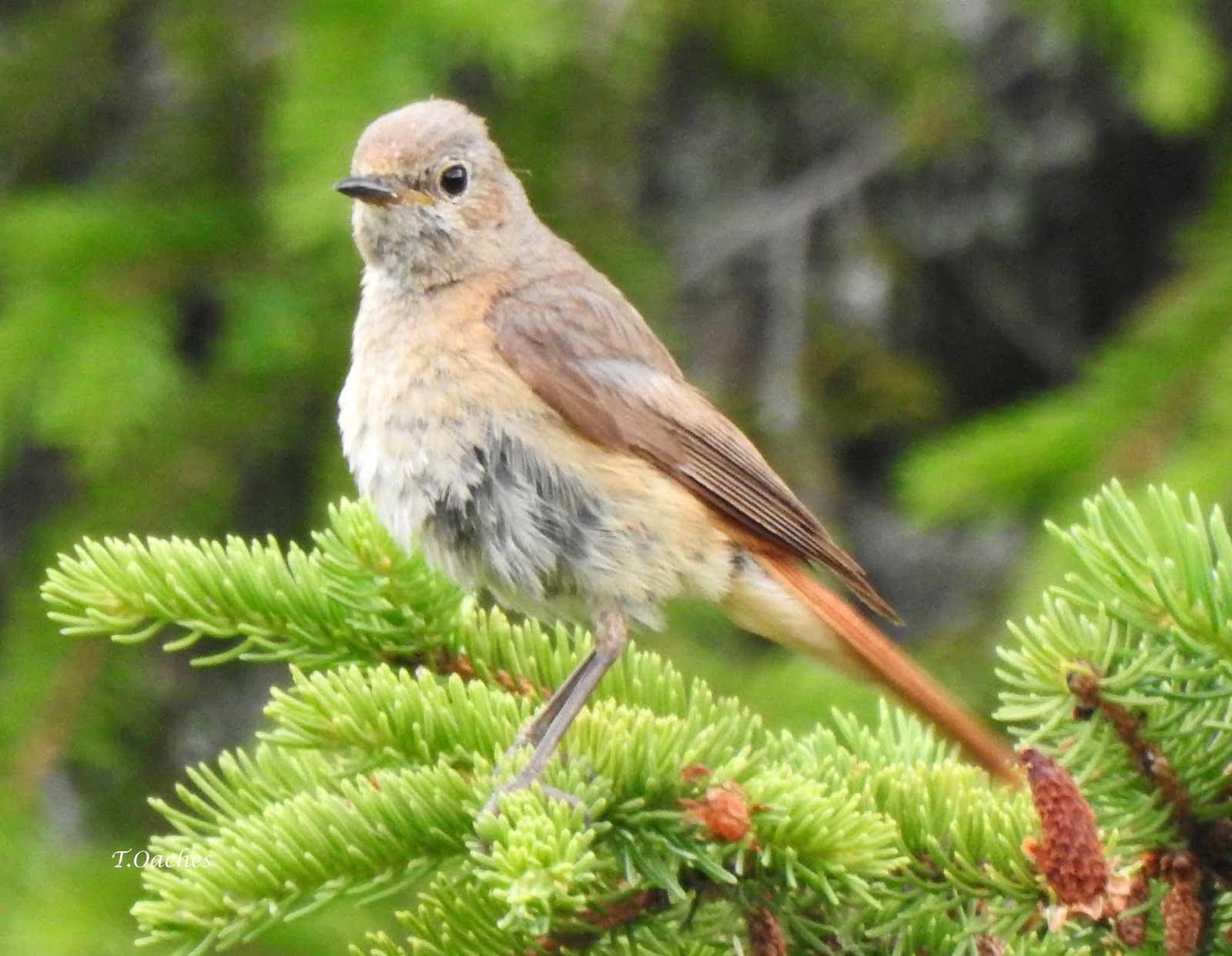 PASARI DIN ROMANIA: CODROSUL DE PADURE (1), Phoenicurus phoenicurus