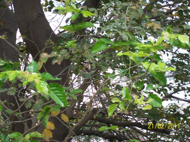 Prakruti -Mother Nature: The Pongam Tree -Indian beech