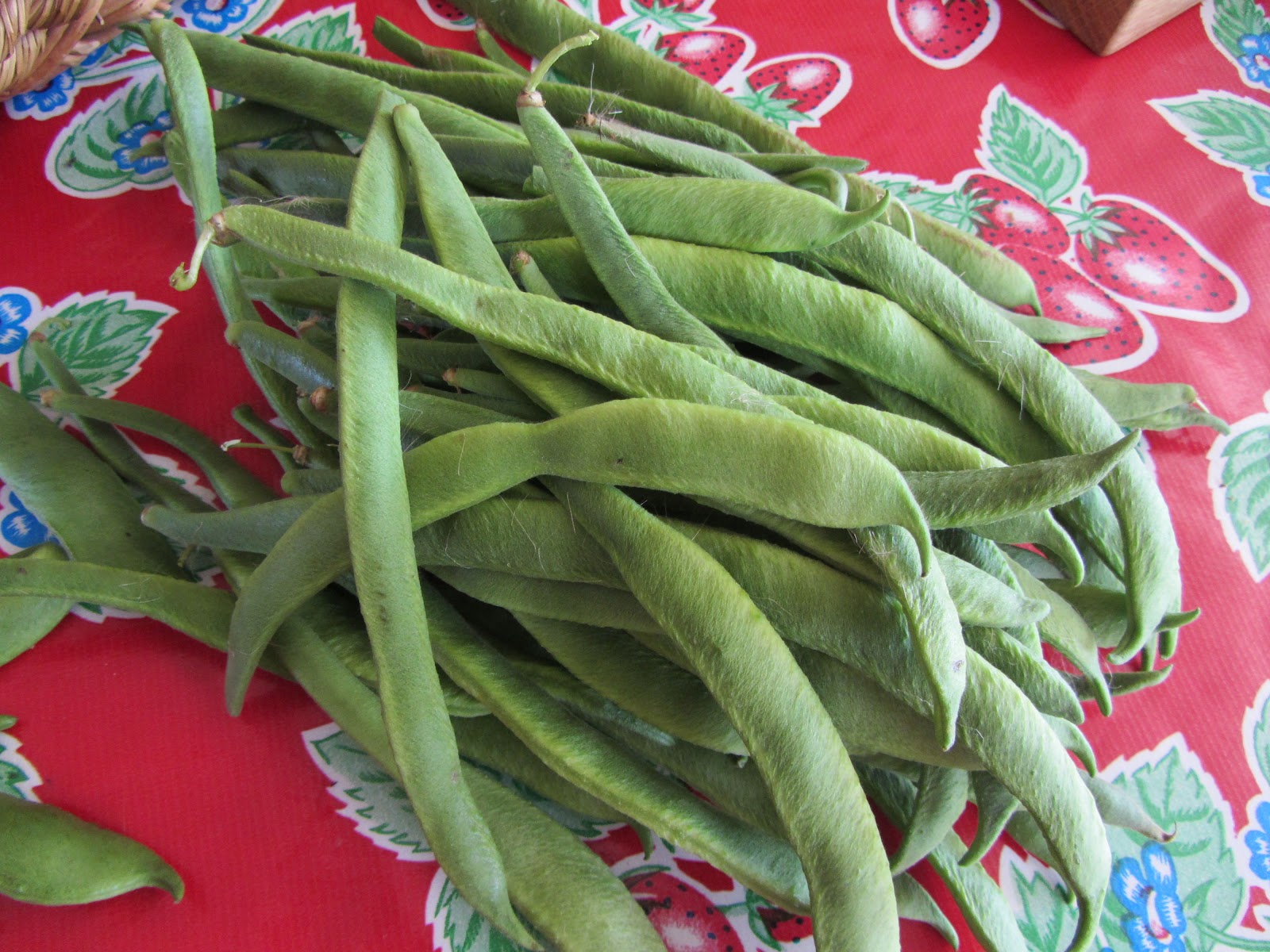 *Little Cottage Comforts* : Magic beans