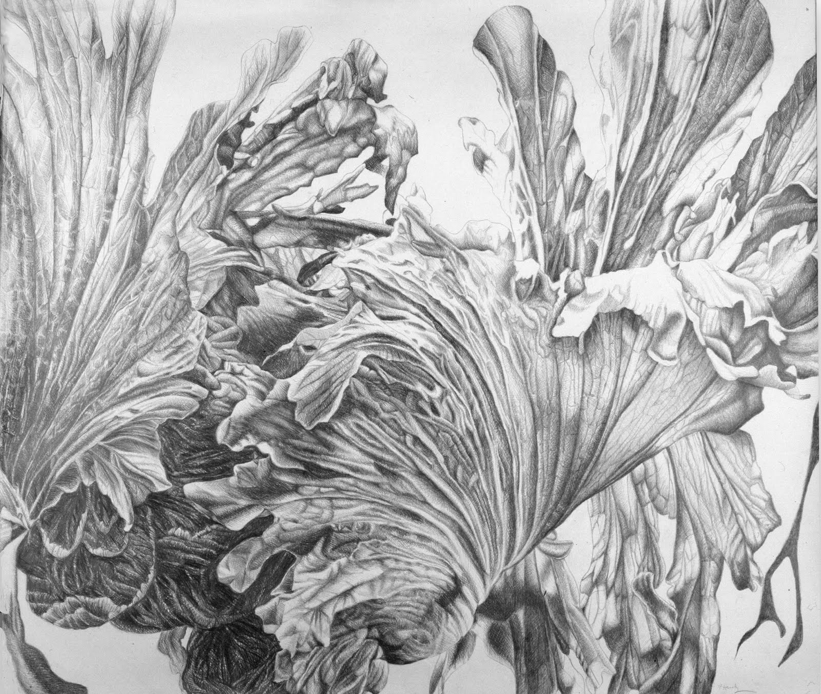 The Creative-Native Project: Drawing Up a Storm while the Hurricanes ...