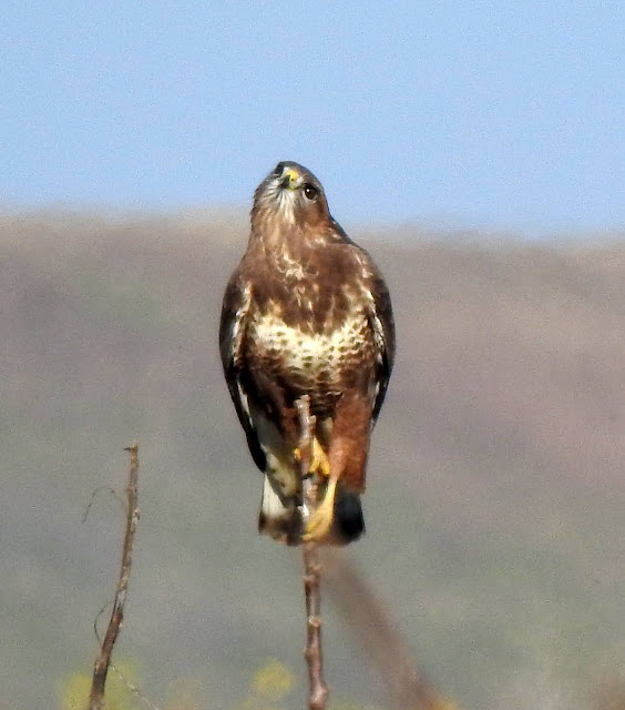 PASARI DIN ROMANIA: SORECAR COMUN, Buteo buteo